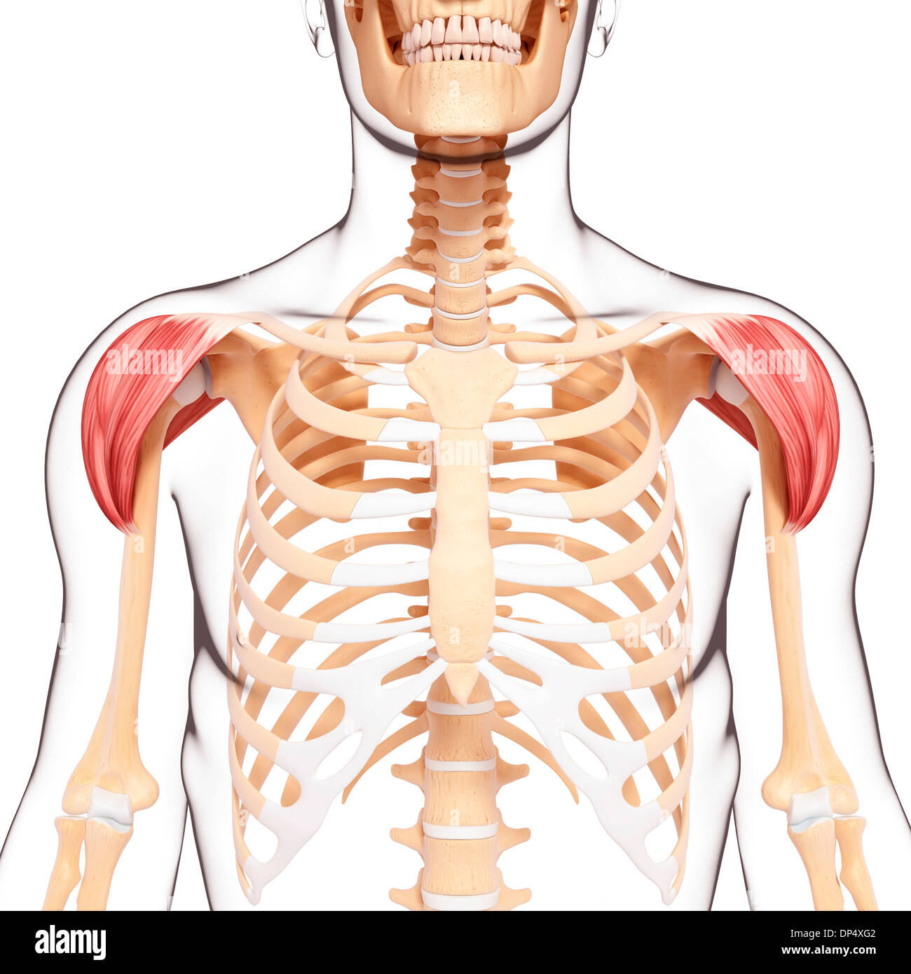 Human shoulder musculature, artwork Stock Photo - Alamy
