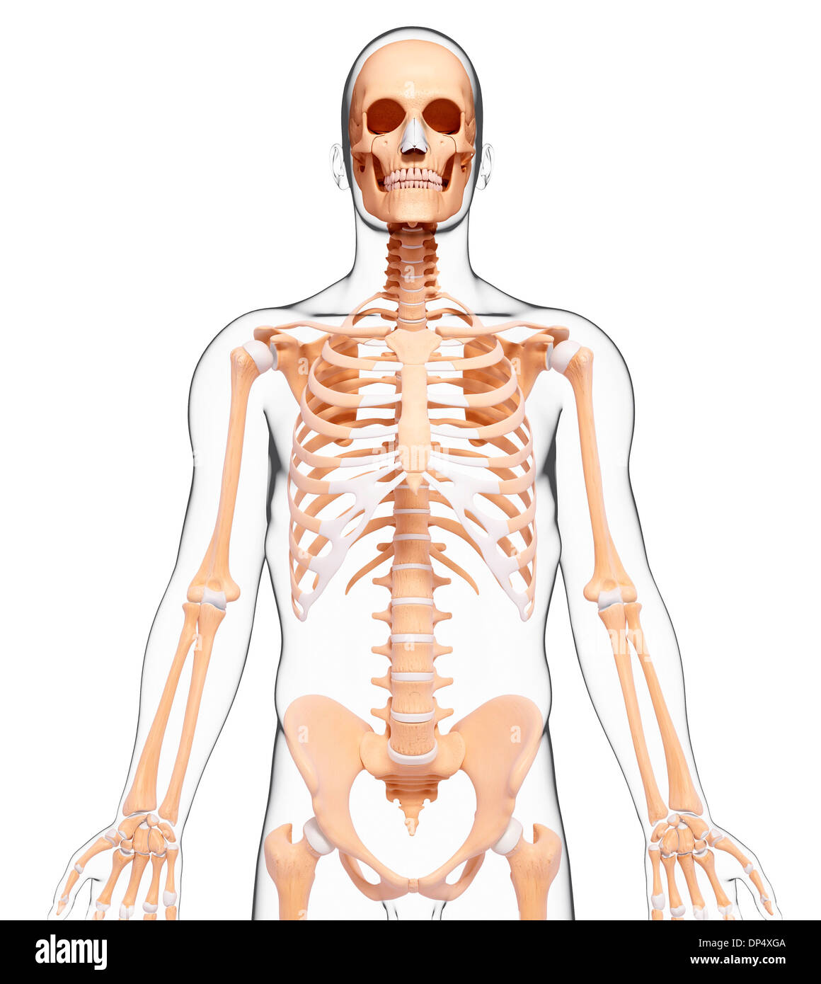 Human skeleton, artwork Stock Photo - Alamy