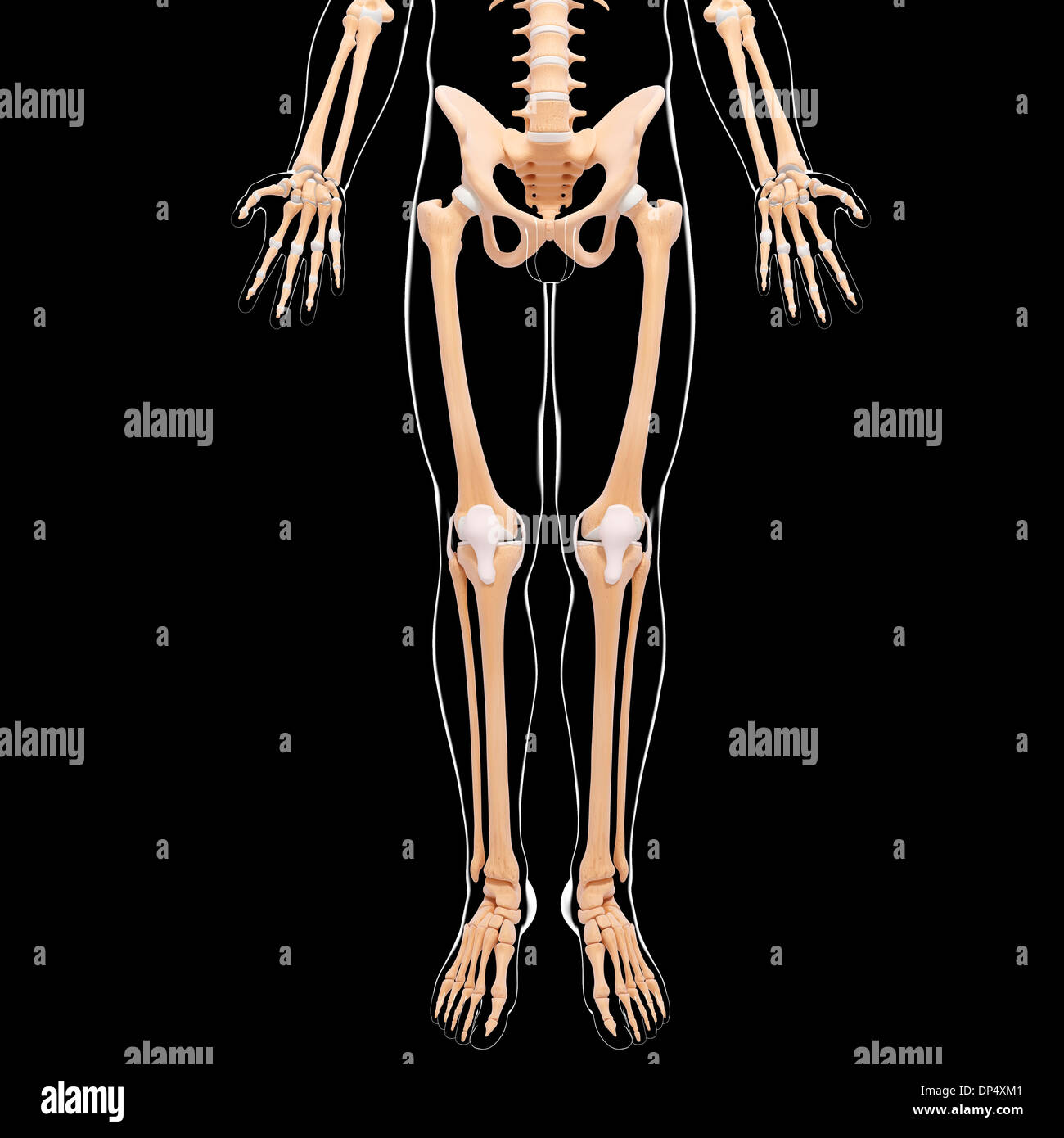 Front view male pelvis sacrum hi-res stock photography and images - Alamy