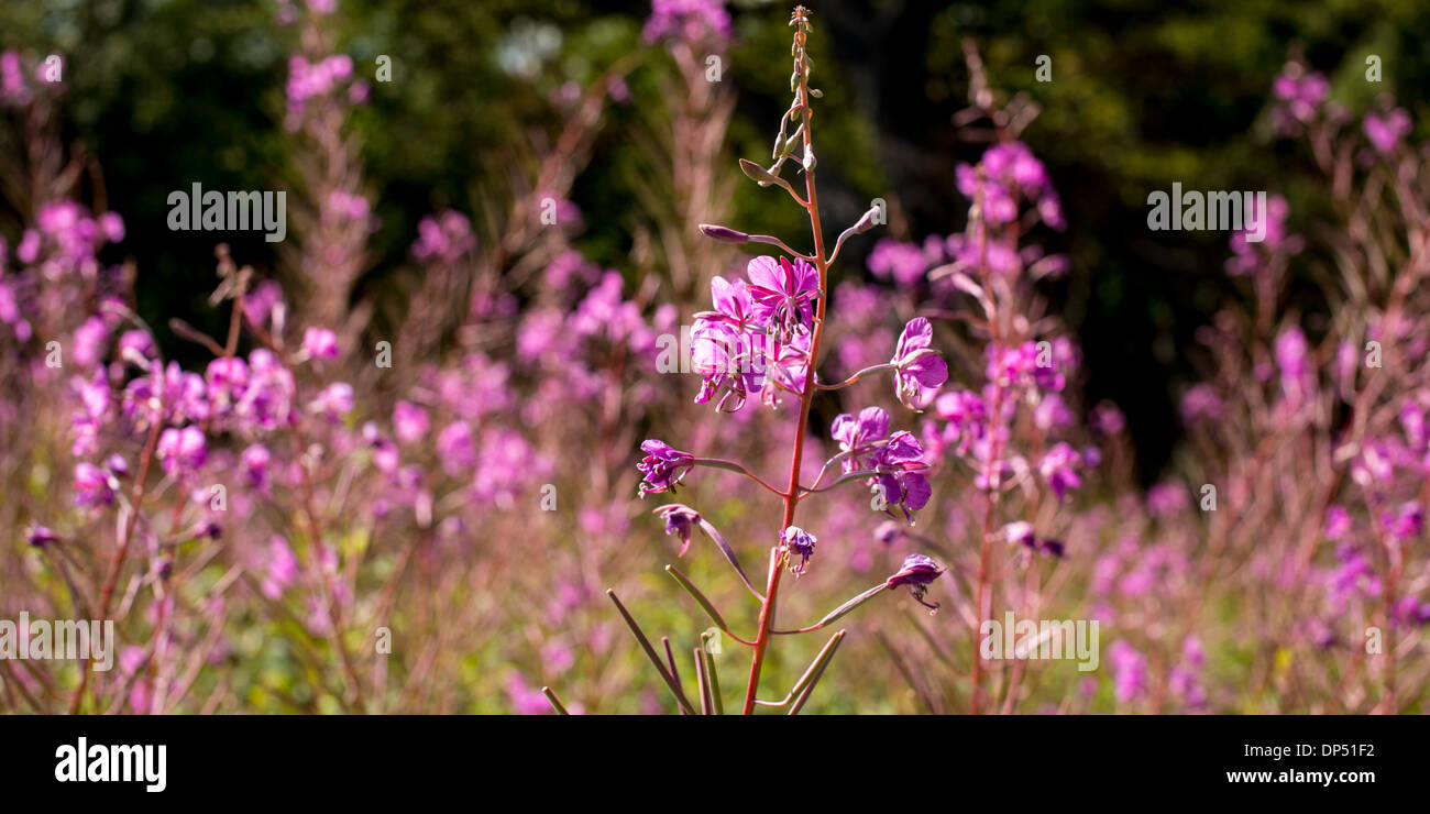 Scottish wildflowers hi-res stock photography and images - Alamy