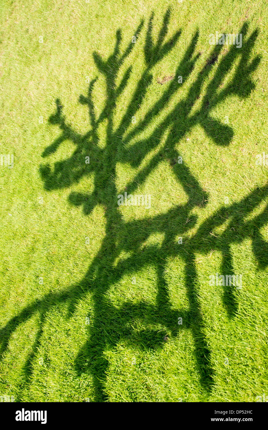 Shadow of a tree Stock Photo - Alamy