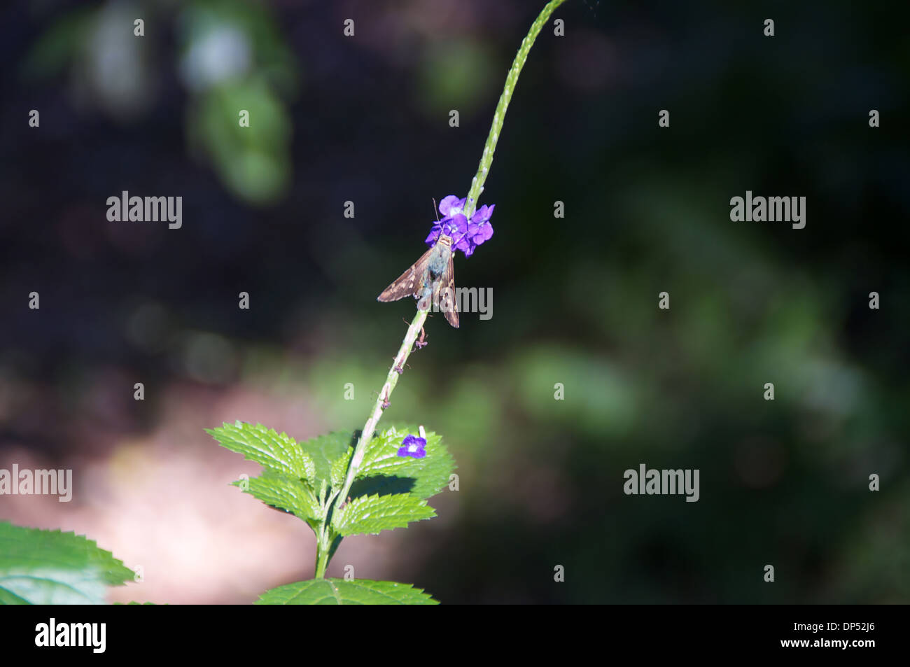 Purple porterweed hi-res stock photography and images - Alamy