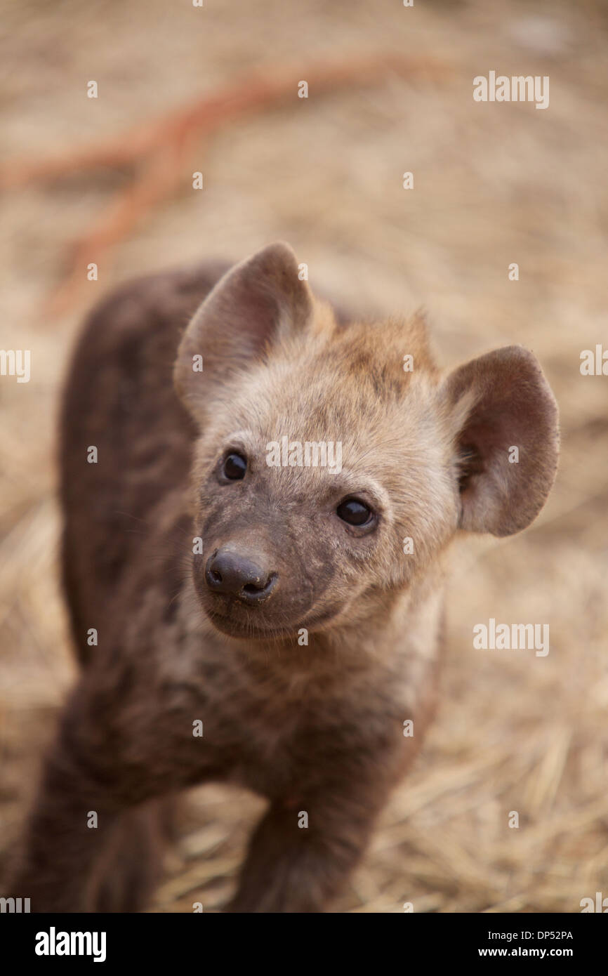 Playful Spotted Hyena Cubs Show Their Cute Side Picture No. 11675240