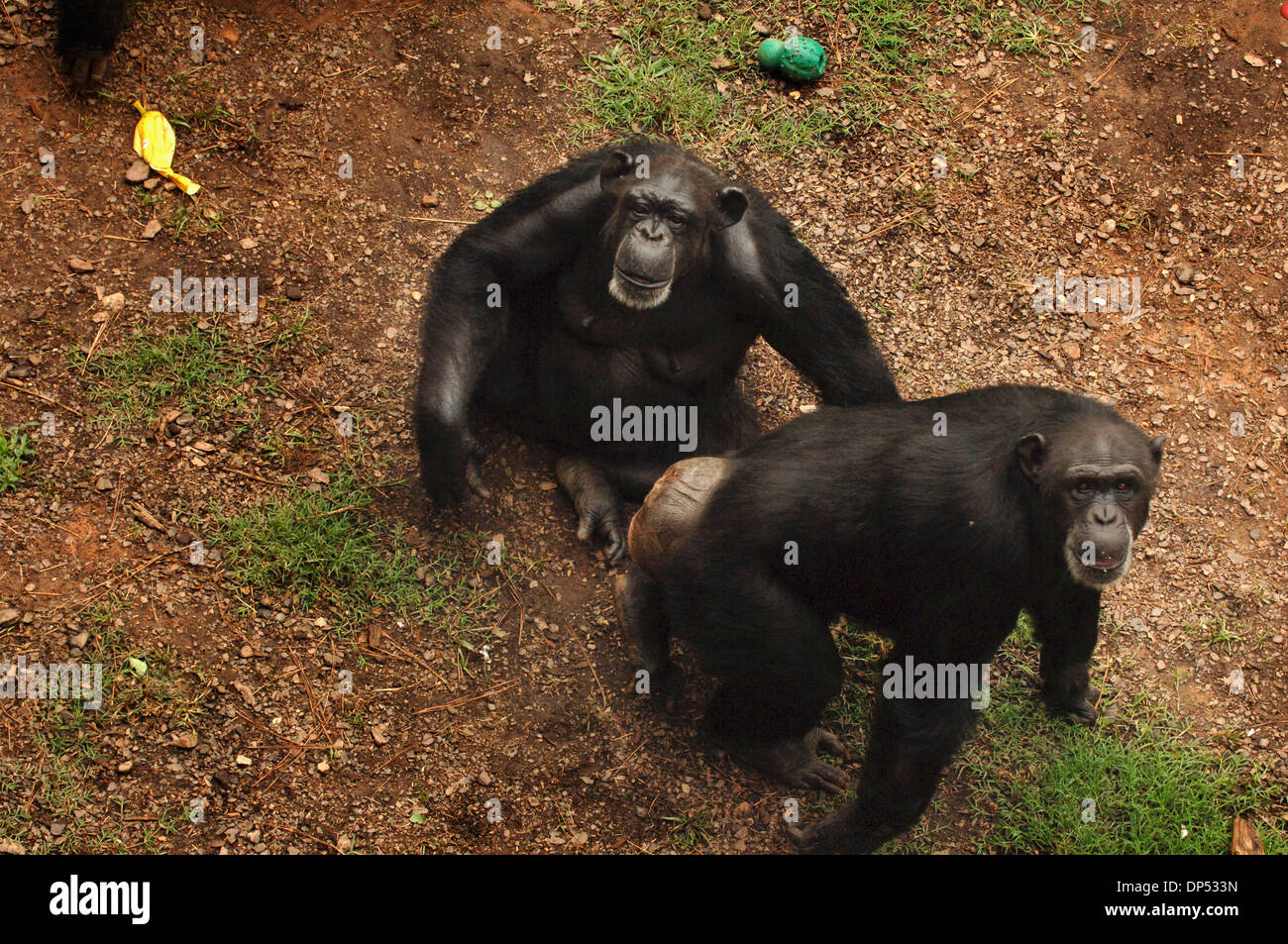 Aug 30, 2006; Suwanee, GA, USA; Chimpanzees in compound at Yerkes ...