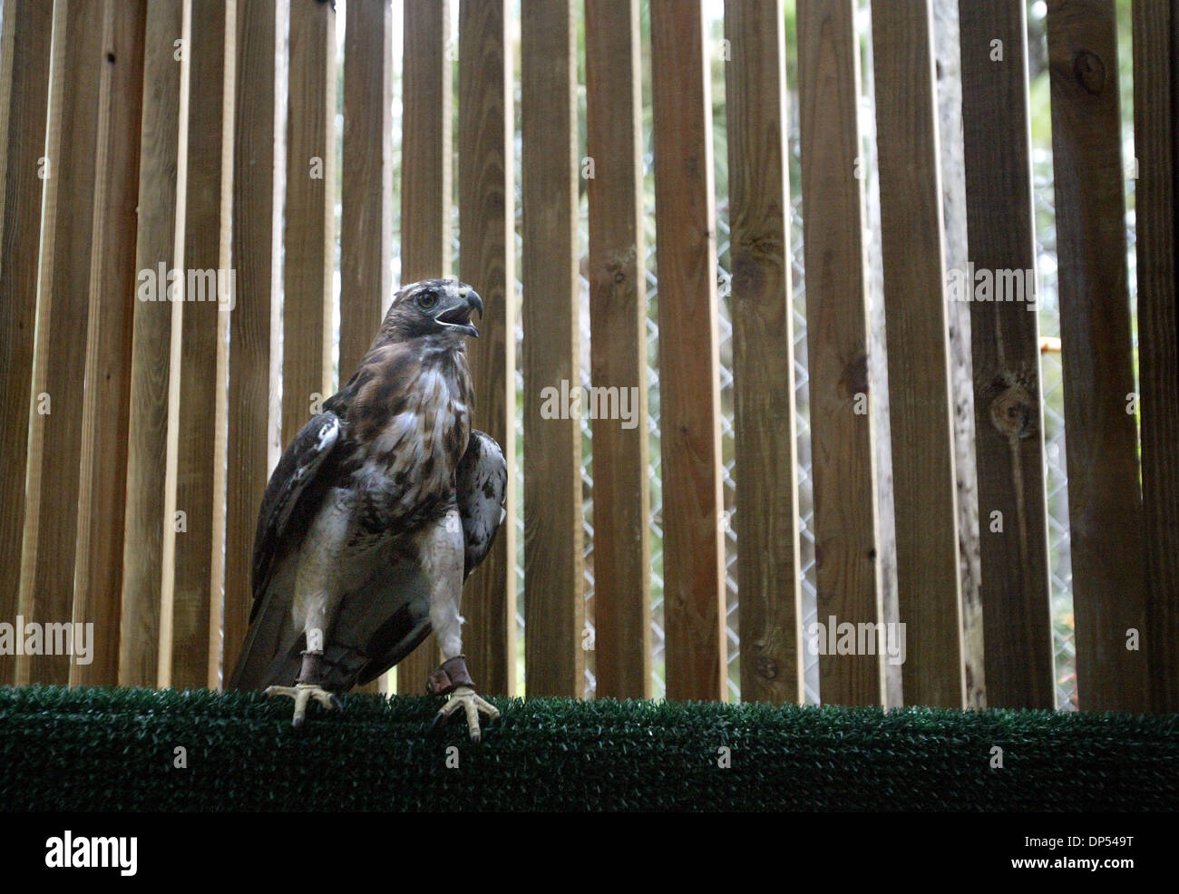 Aug 31, 2006; West Palm Beach, FL, USA; Sir Galahad, a red-tailed hawk ...