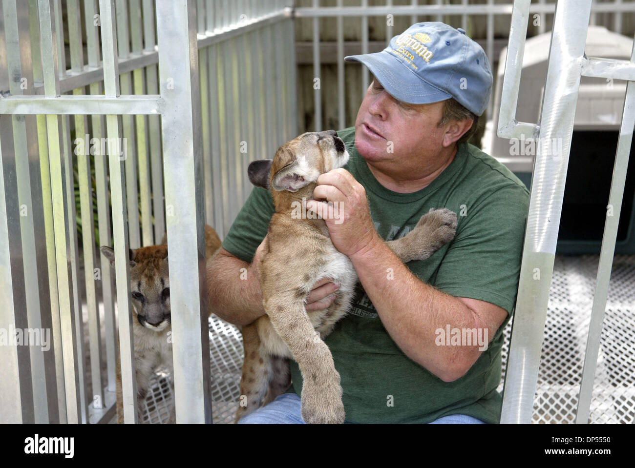 Florida panther cubs hi-res stock photography and images - Alamy