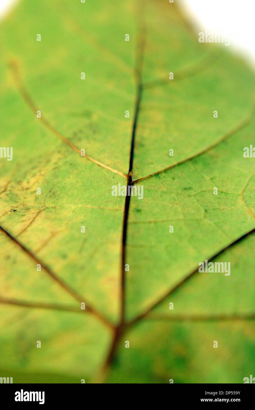 Sep 02, 2006; Los Angeles, CA, USA; A detail shot of the underside of a ...