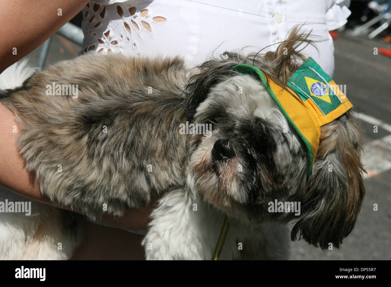 Brazilian street dog hi-res stock photography and images - Alamy