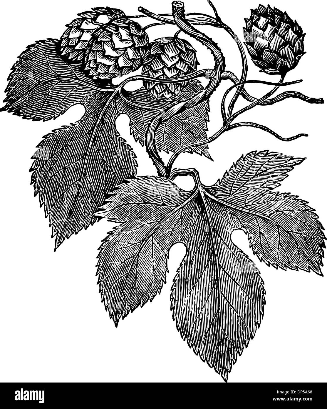 Botanical etching hi-res stock photography and images - Alamy