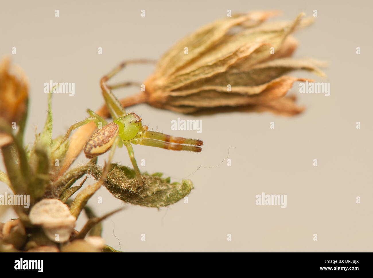 Green crab spider diaea dorsata hi-res stock photography and images - Alamy