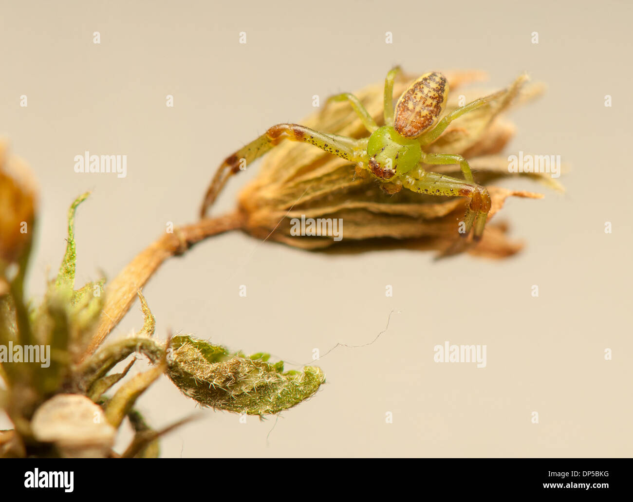 Green crab spider diaea dorsata hi-res stock photography and images - Alamy