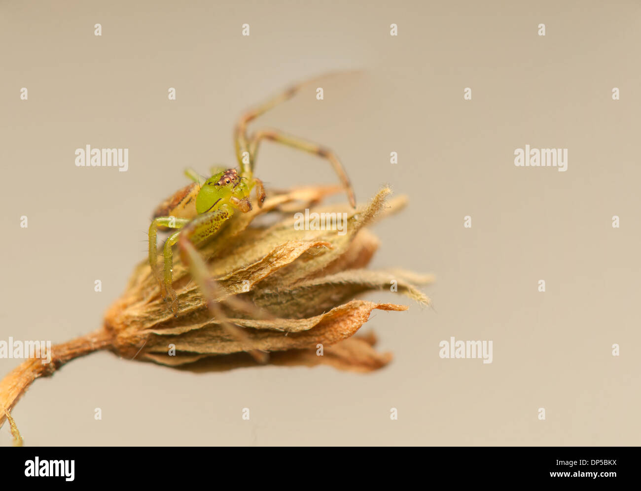 Green crab spider diaea dorsata hi-res stock photography and images - Alamy