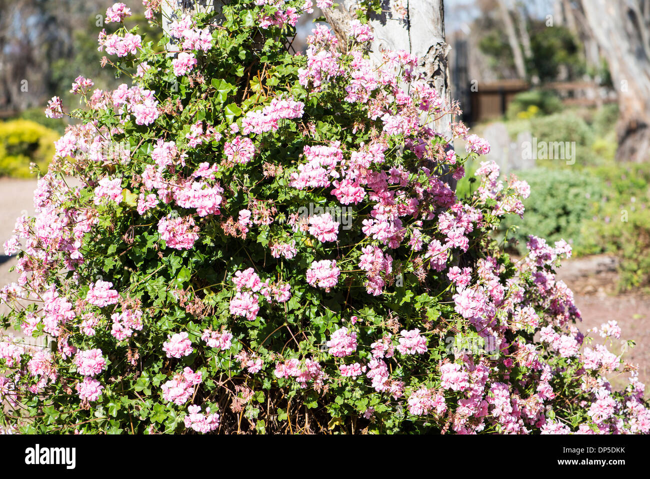 Pink geraniums in flower Stock Photo - Alamy