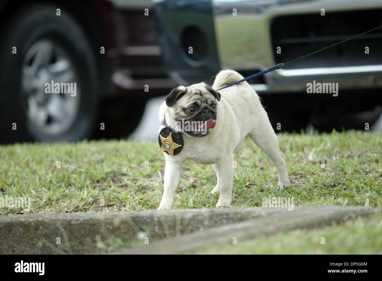 Gus the pug hi-res stock photography and images - Alamy
