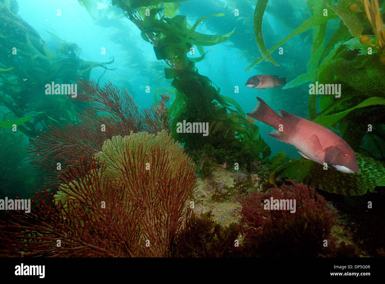 Sep 14, 2006; Avalon, CA, USA; Underwater marine life in the preserves ...