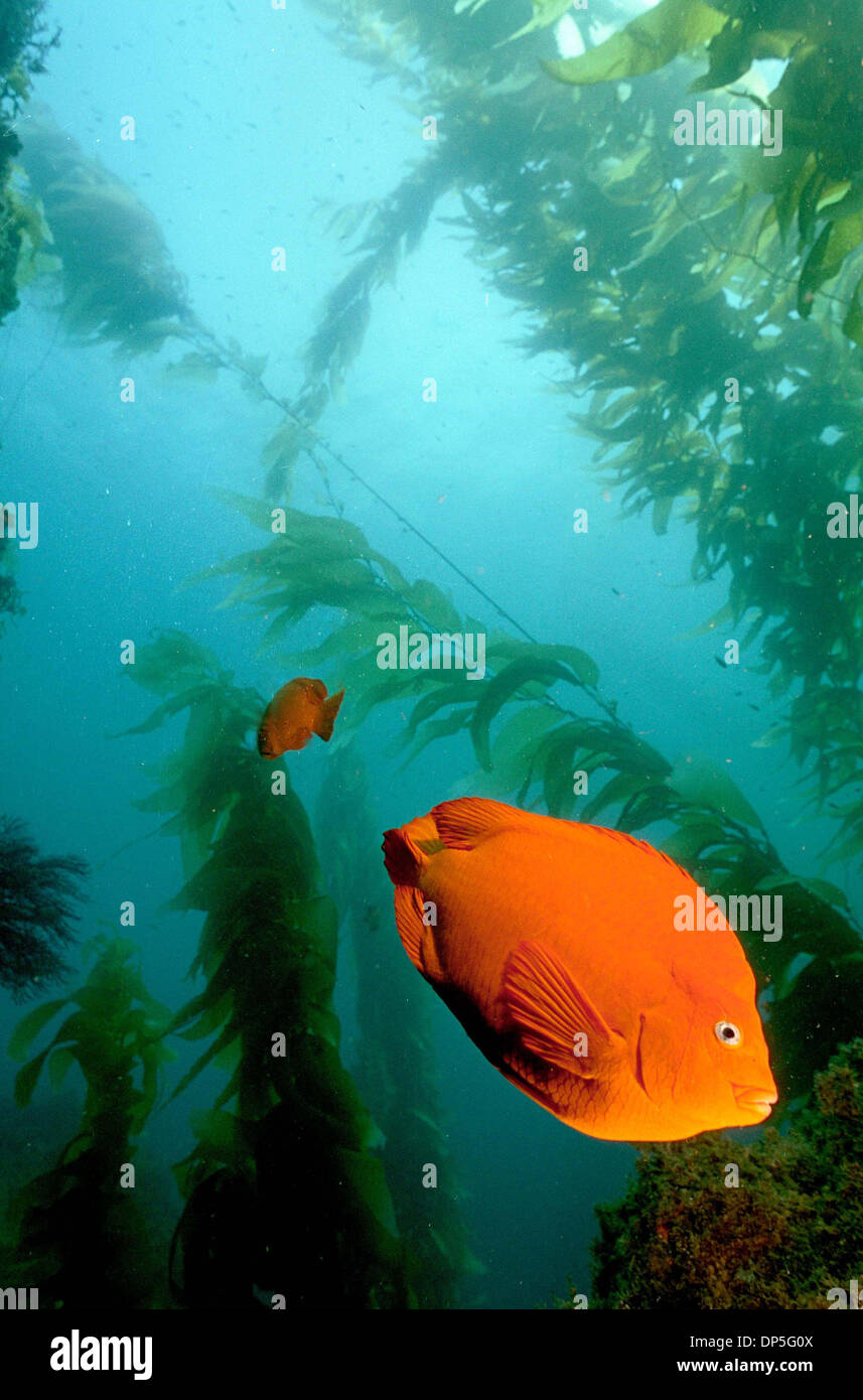Sep 14, 2006; Avalon, CA, USA; Underwater marine life in the preserves ...