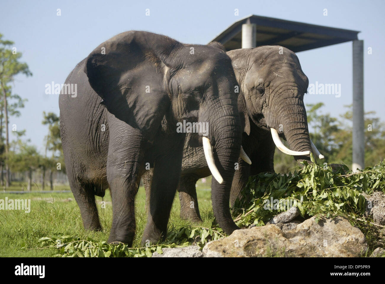 Safari press hi-res stock photography and images - Alamy