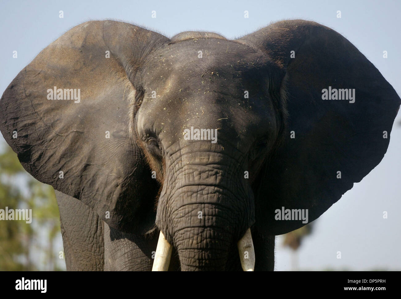 Safari Press High Resolution Stock Photography and Images - Alamy