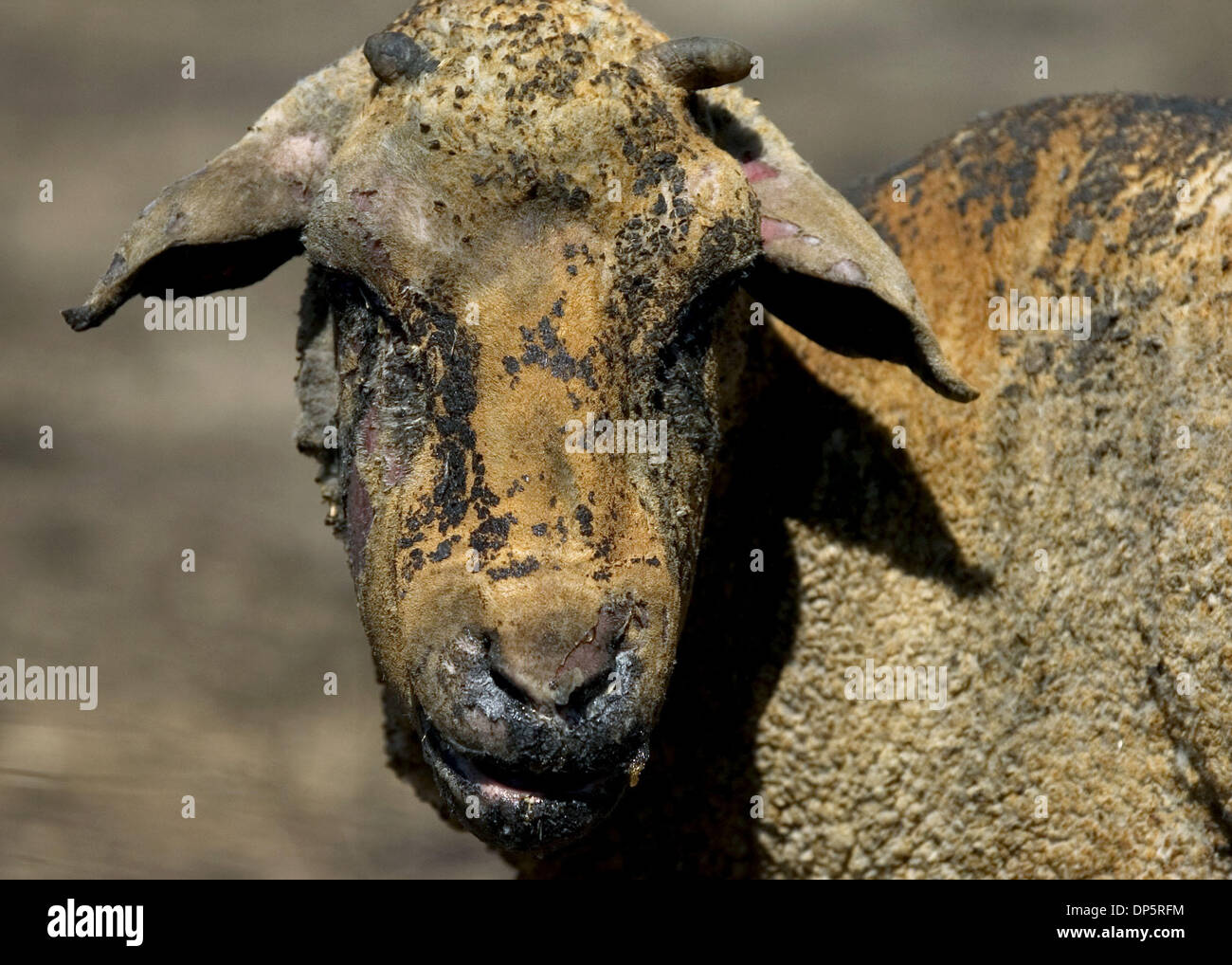 Sep 22, 2006; Zamora, CA, USA; A badly burned sheep stands near the ...