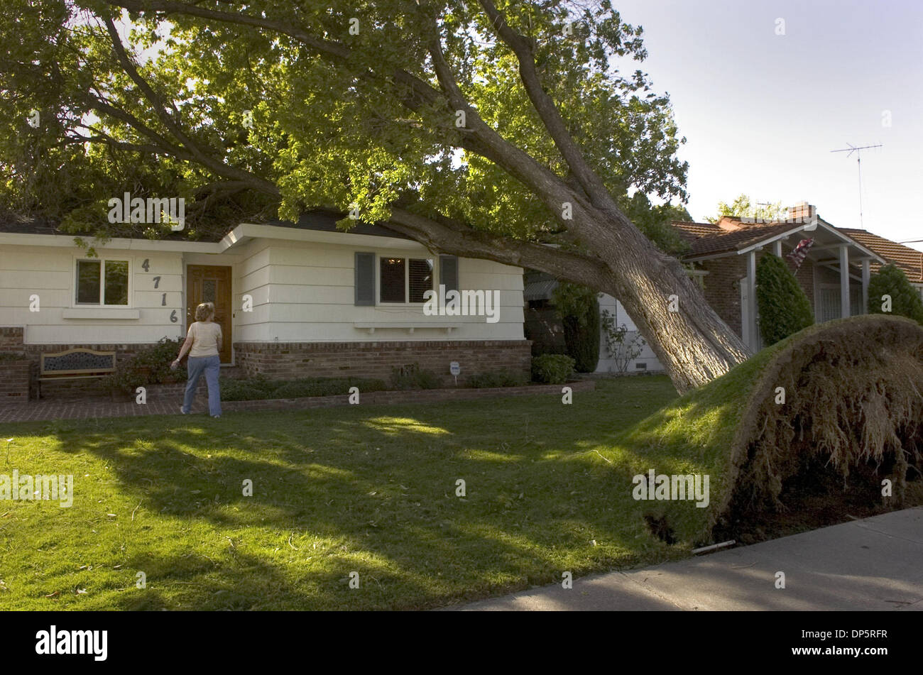 Modesto ash hi-res stock photography and images - Alamy