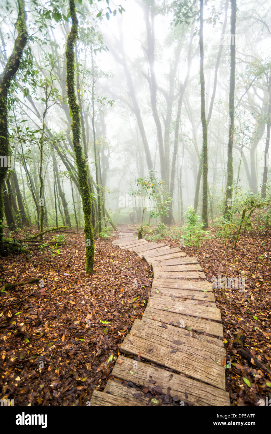 Wood pathway hi-res stock photography and images - Alamy