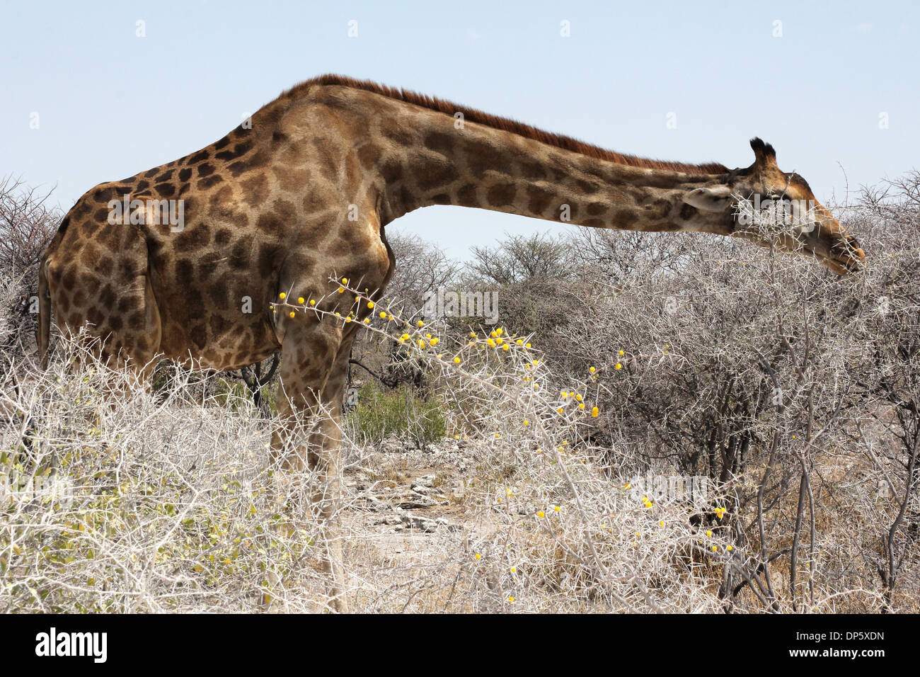 Giraffe acacia trees hi-res stock photography and images - Alamy