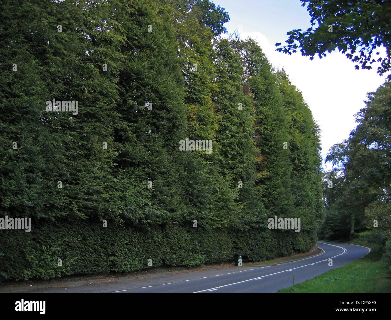 Worlds tallest hedge hi-res stock photography and images - Alamy