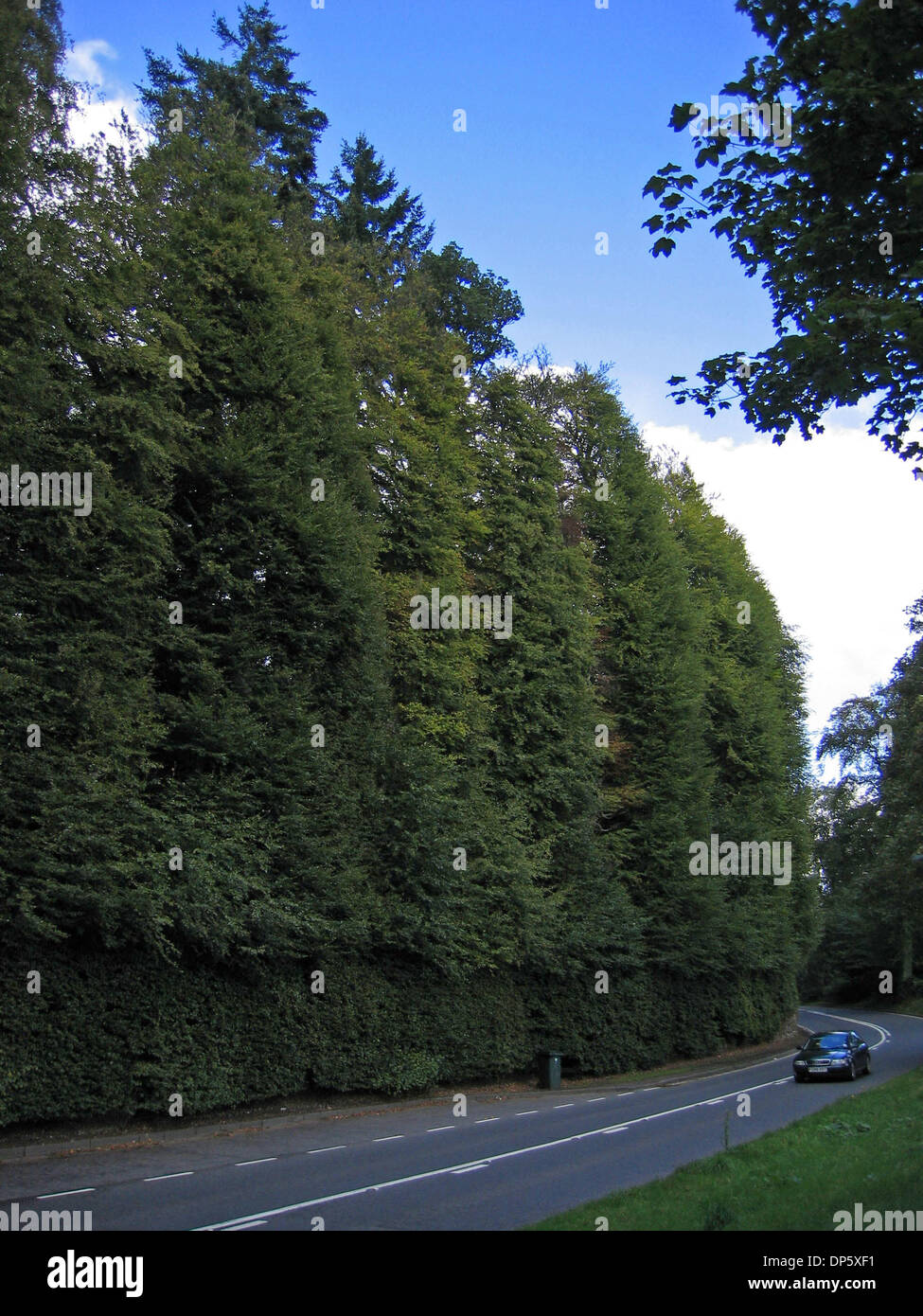 Meikleour hedge hi-res stock photography and images - Alamy