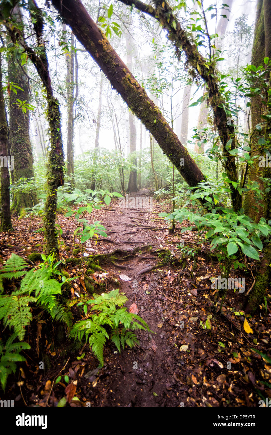 dirty pathway in rainforest of thailand Stock Photo - Alamy