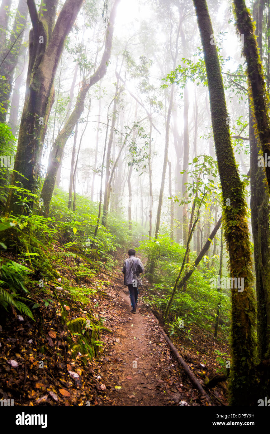 man walking on pathway in rainforest of thailand Stock Photo - Alamy