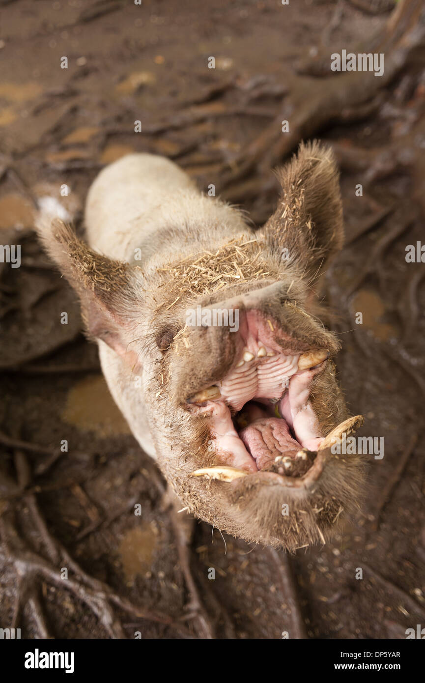 Old English pig boar standing in wet puddle Stock Photo - Alamy