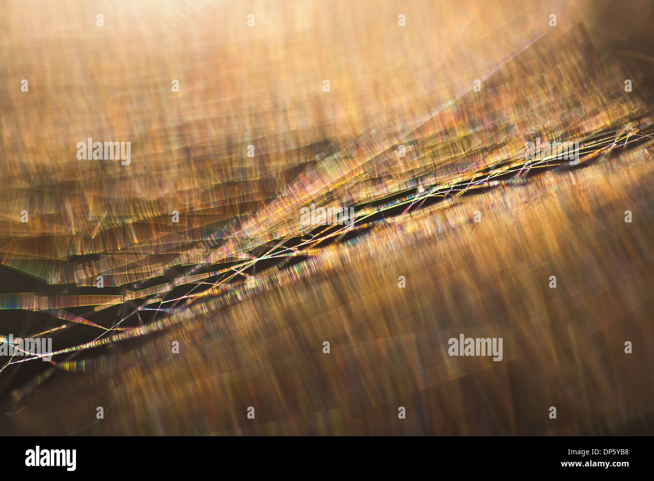 Close up details of a spider web thread threads in early morning ...