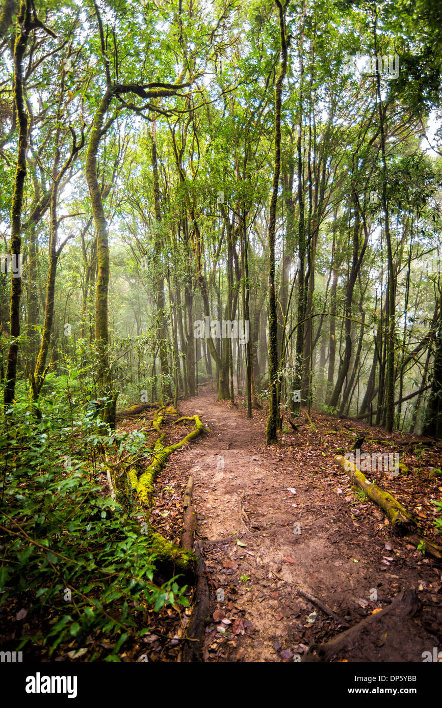 dirty pathway in rainforest of thailand Stock Photo - Alamy