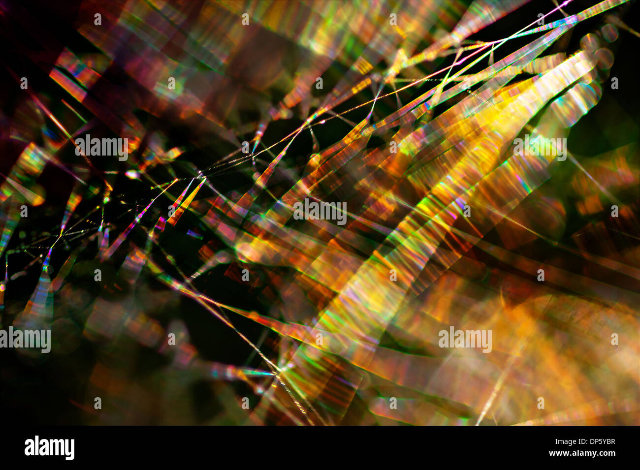 Close up details of a spider web thread threads in early morning ...