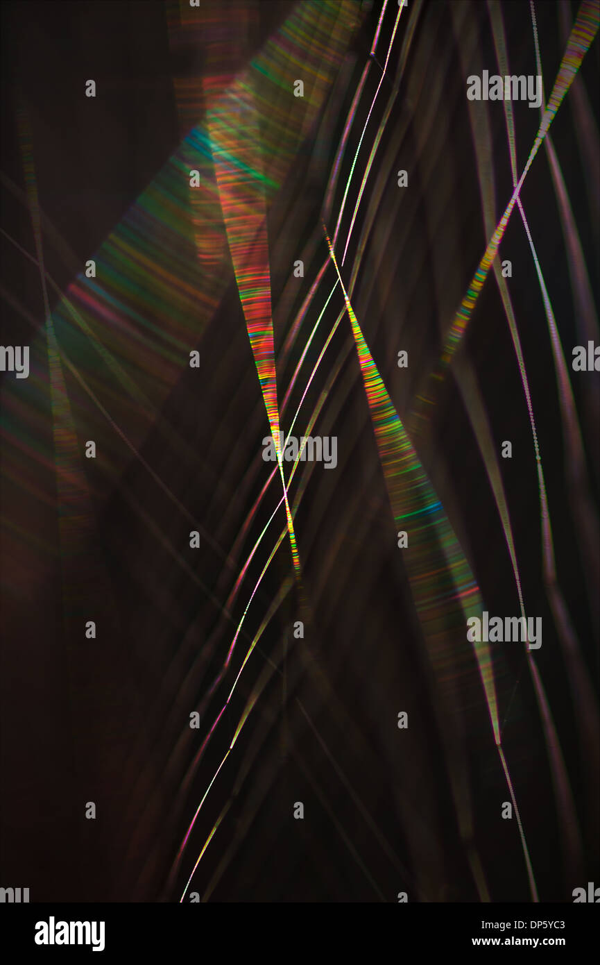 Close up details of a spider web thread threads in early morning ...