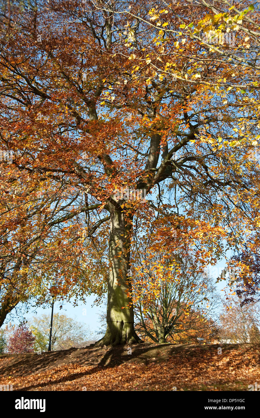 Park autumn fall tree hi-res stock photography and images - Alamy
