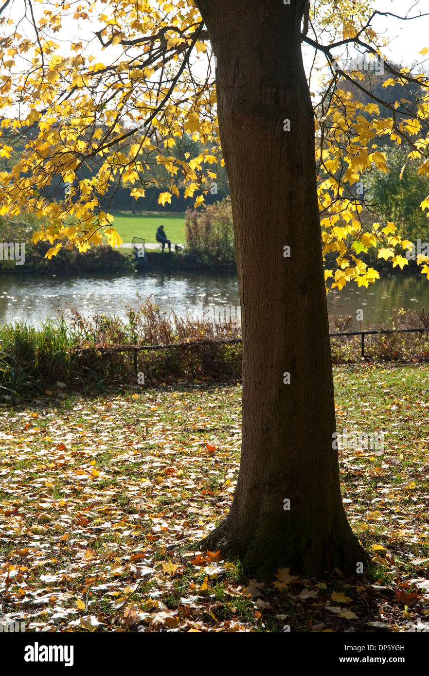 Tree in autumn foliage Stock Photo - Alamy