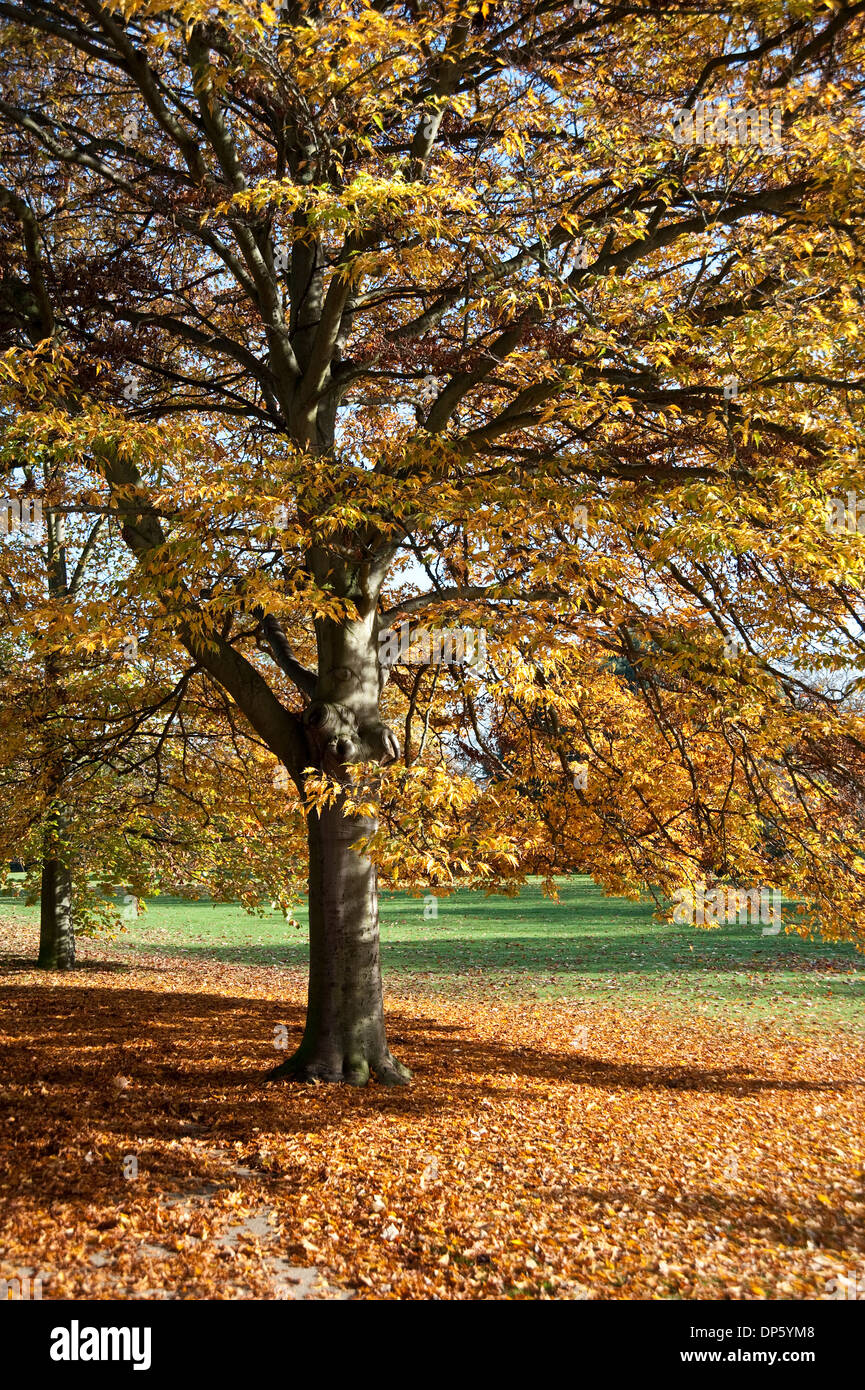 Tree in autumn foliage Stock Photo - Alamy