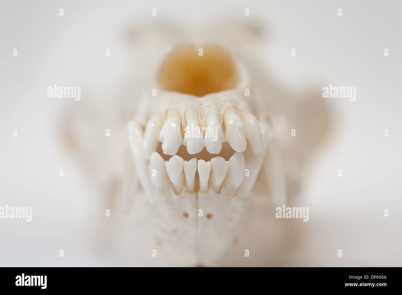 a clean domestic dog skull bone specimen head skeleton showing incisor ...