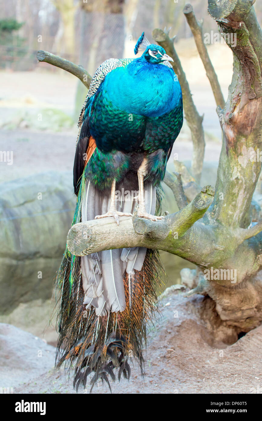 Peacock, Pavo Cristatus Stock Photo - Alamy
