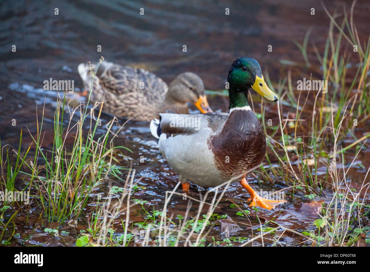 Mallards Going Ashore, Anas Platyrhynchos Stock Photo - Alamy