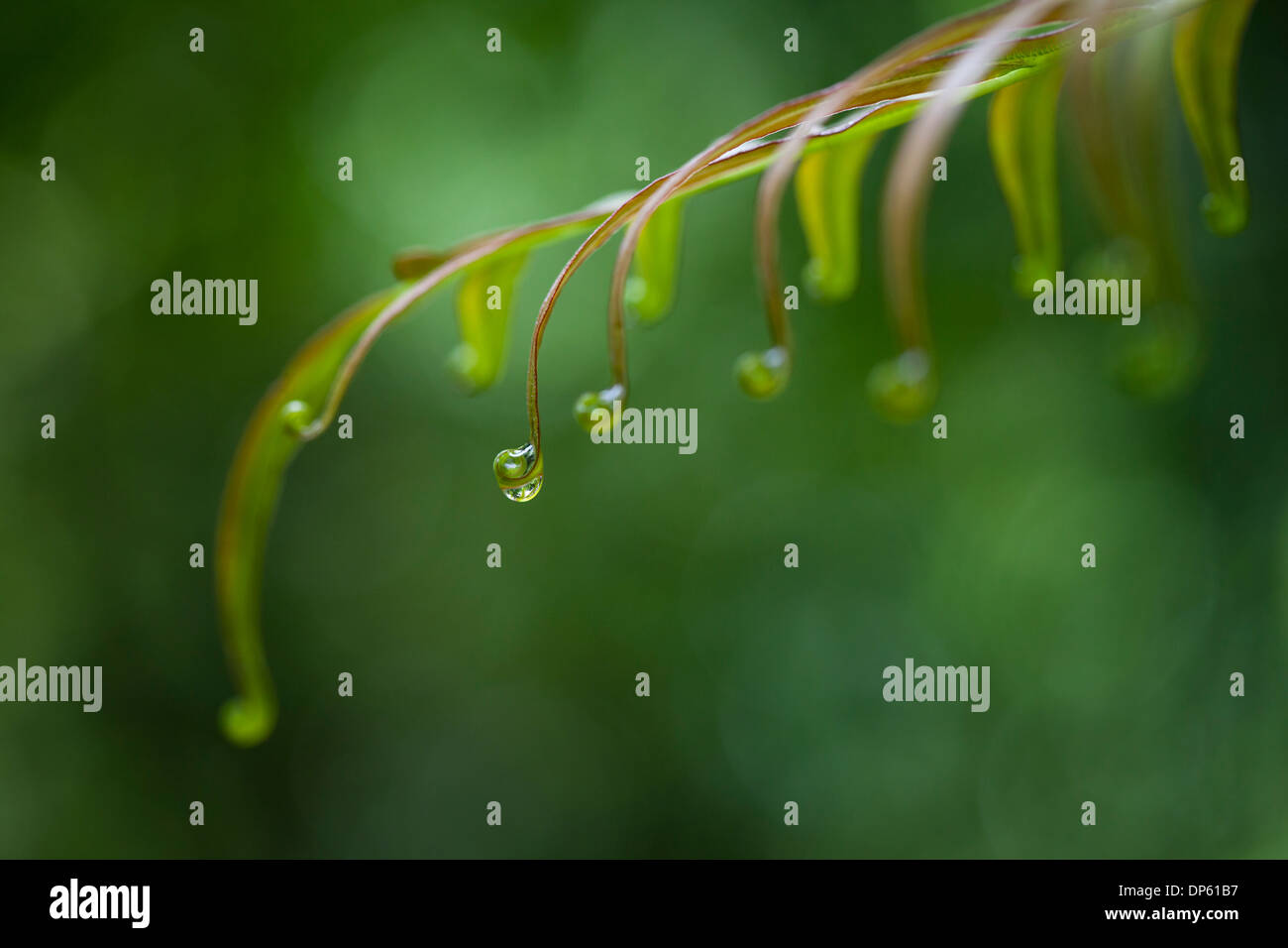 Water droplets on a fern frond in a tropical rainforest, Iriomote ...