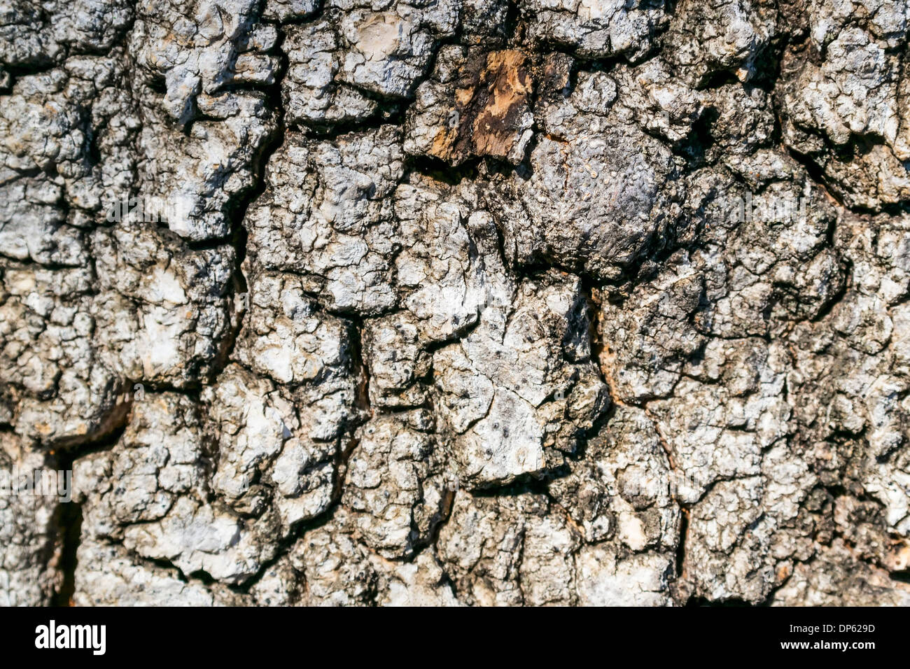 background from the natural tree trunk Stock Photo - Alamy