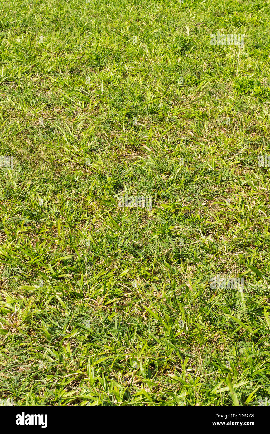 Saturated grass hi-res stock photography and images - Alamy