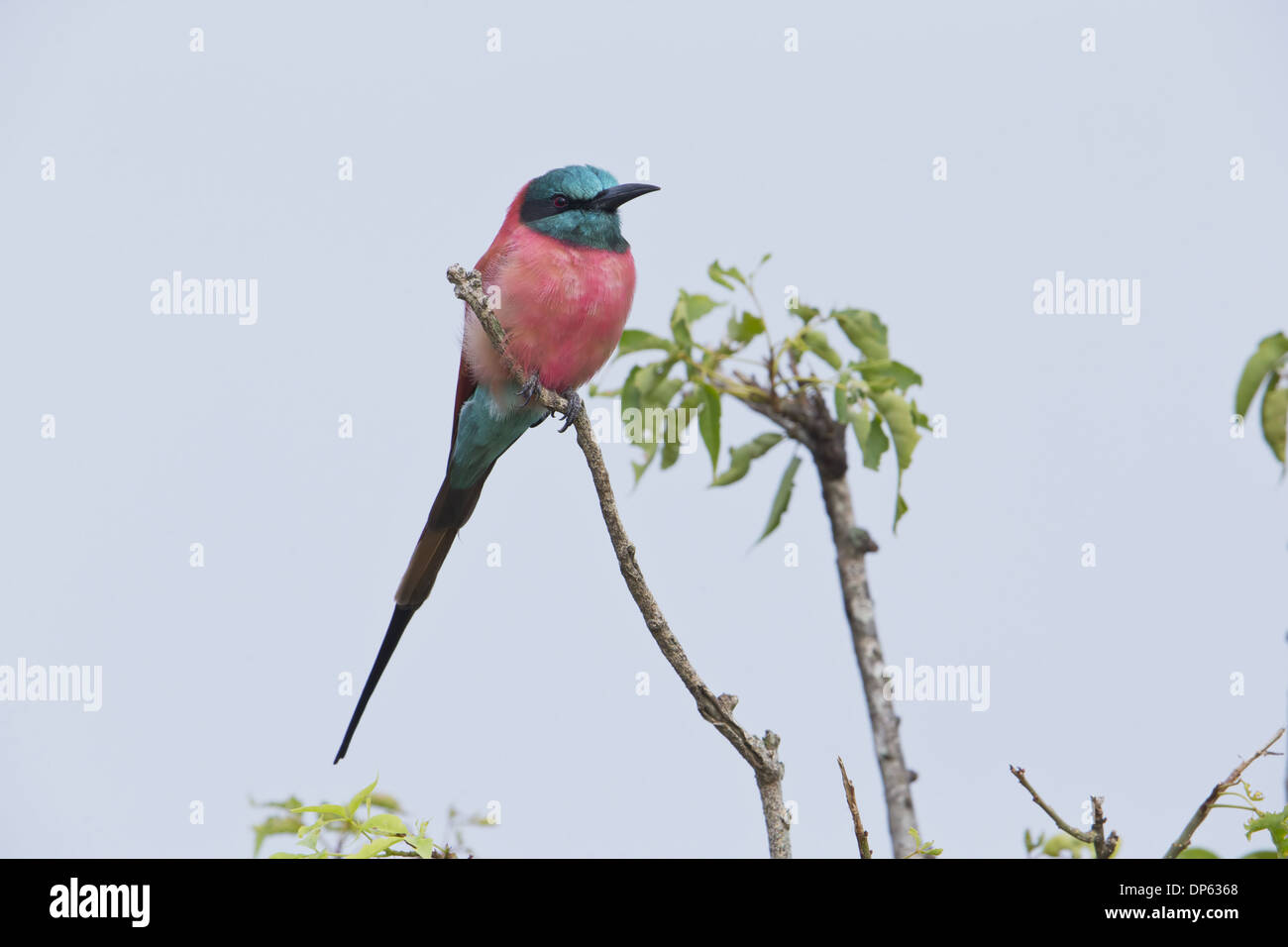 Bee eaters uganda hi-res stock photography and images - Alamy