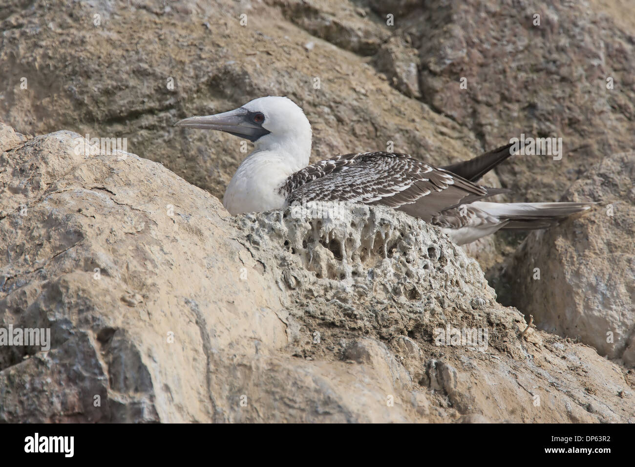 Peruvian Booby (Sula variegata) adult, sitting on nest, Peru, November Stock Photo - Alamy