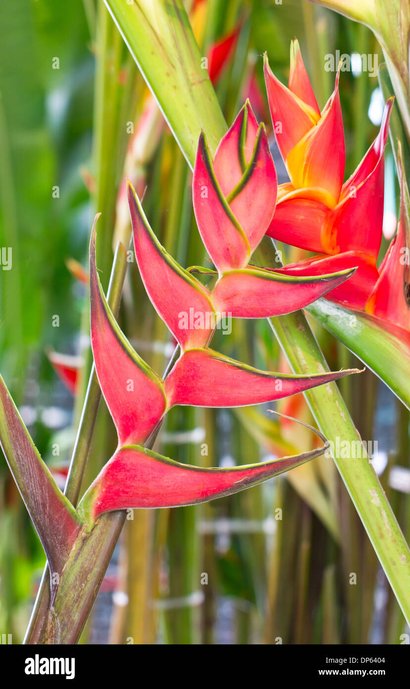 Heliconias hi-res stock photography and images - Alamy