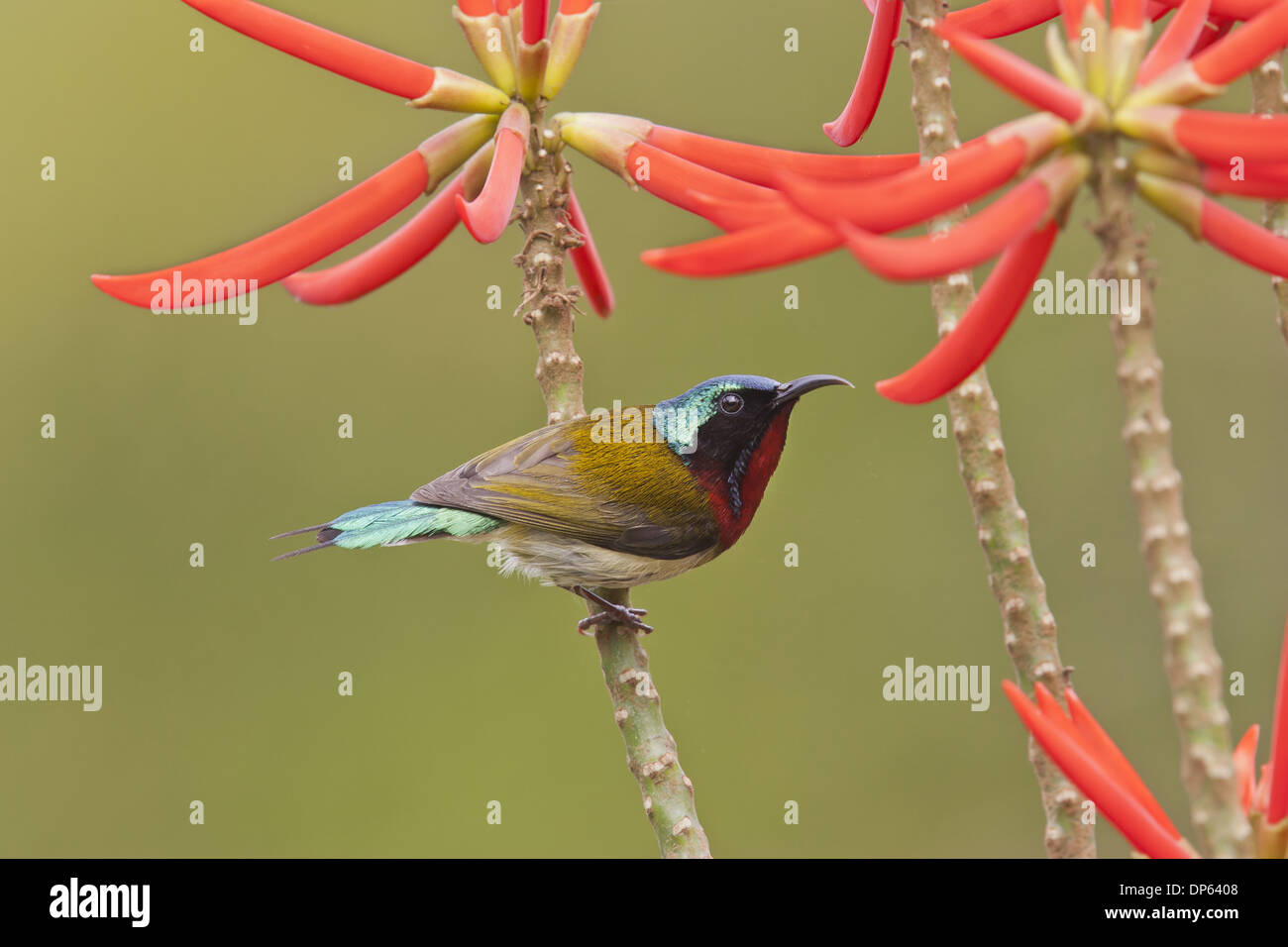 Fork tailed sunbird aethopyga christinae adult male hi-res stock ...