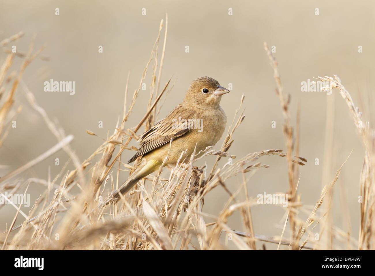Chinese red bunting hi-res stock photography and images - Alamy