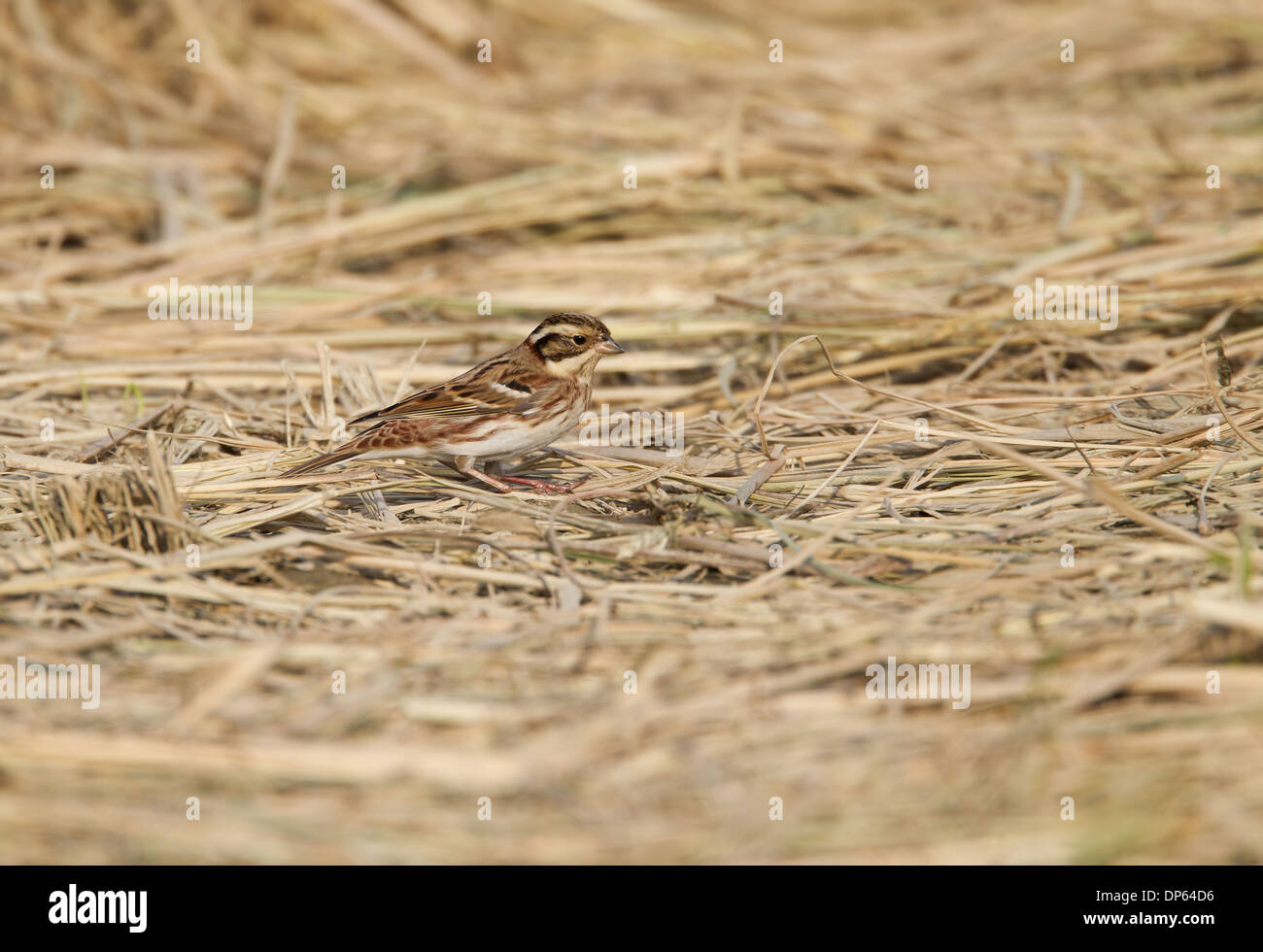 Rustic Bunting (Emberiza rustica) adult male, non-breeding plumage ...